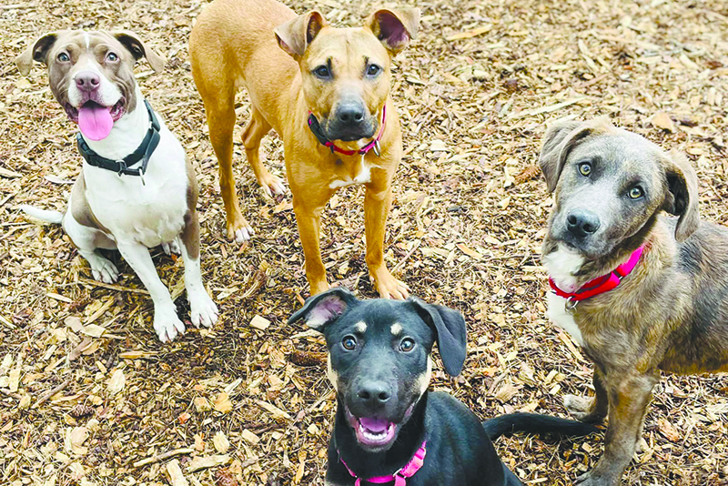 ‘Rockstar’ dogs set to put on show for potential families | The ...